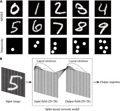Frontiers | Recognition ability of untrained neural networks to symbolic numbers